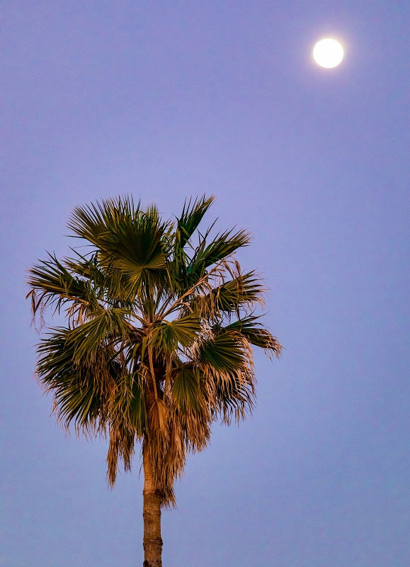 Sunset Palm Tree – Riptide Prints