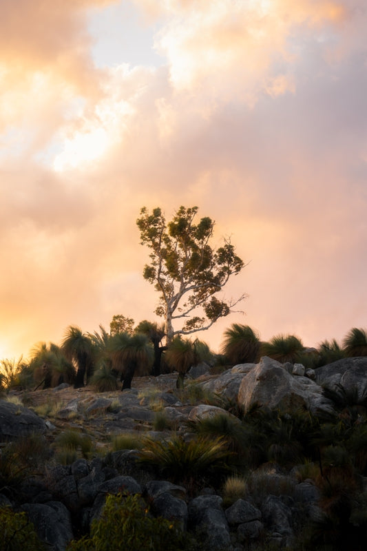 Sunset tree – Riptide Prints