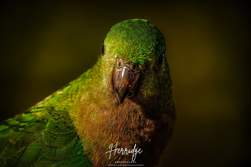 The king of parrots – Riptide Prints