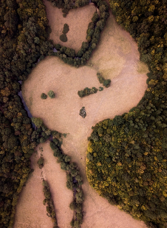 The Dead Tree – Riptide Prints