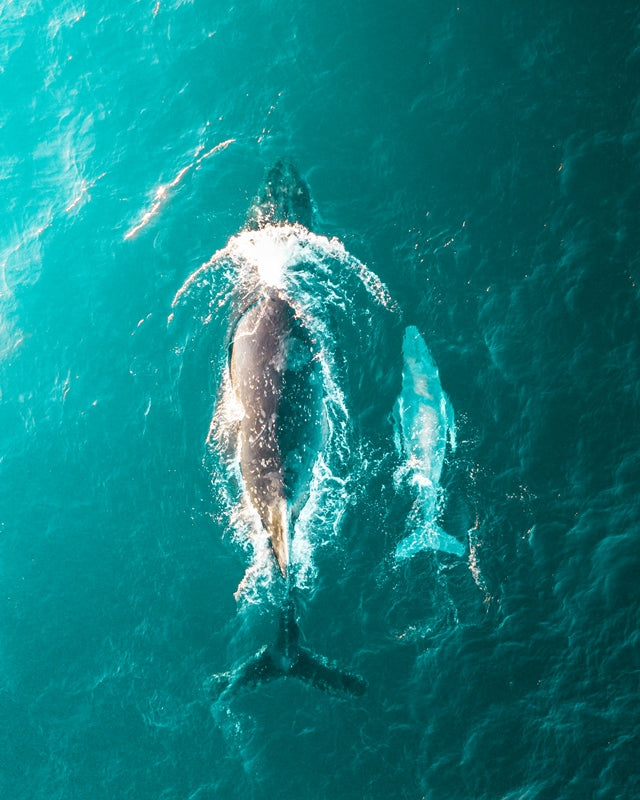 Bondi Pool Overhead | Riptide Prints