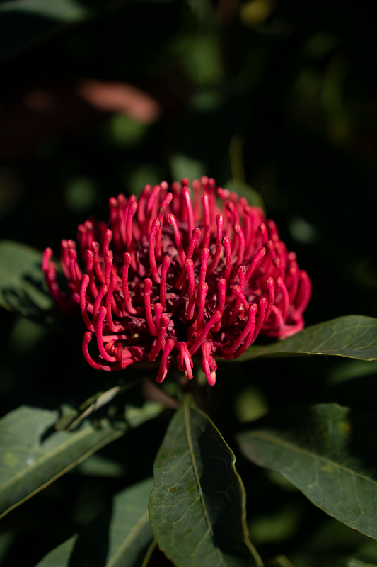 Waratah – Riptide Prints