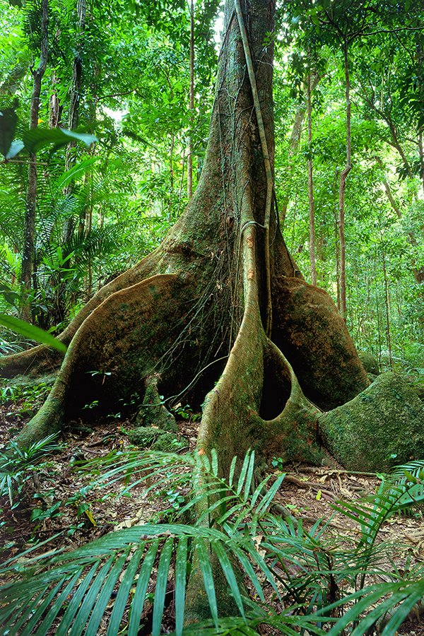 Daintree Rainforest Tree, Queensland, Australia – Riptide Prints