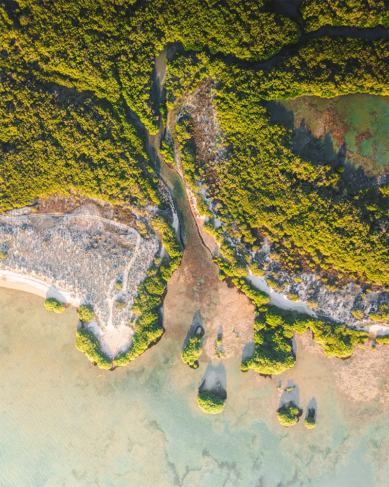 Delta of Mangrove Bay – Riptide Prints