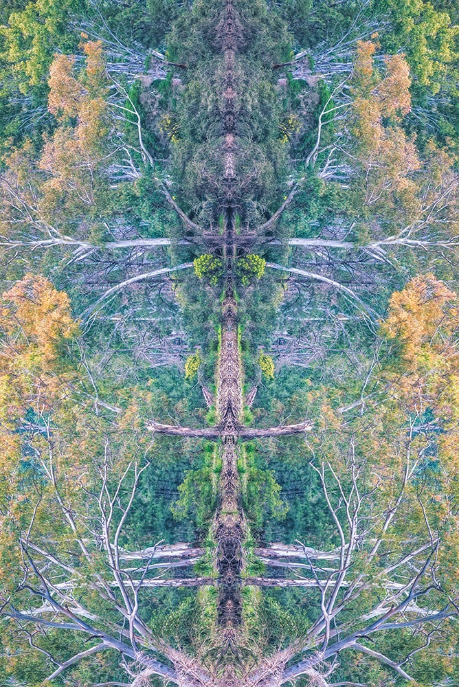 Tree of Man – Riptide Prints