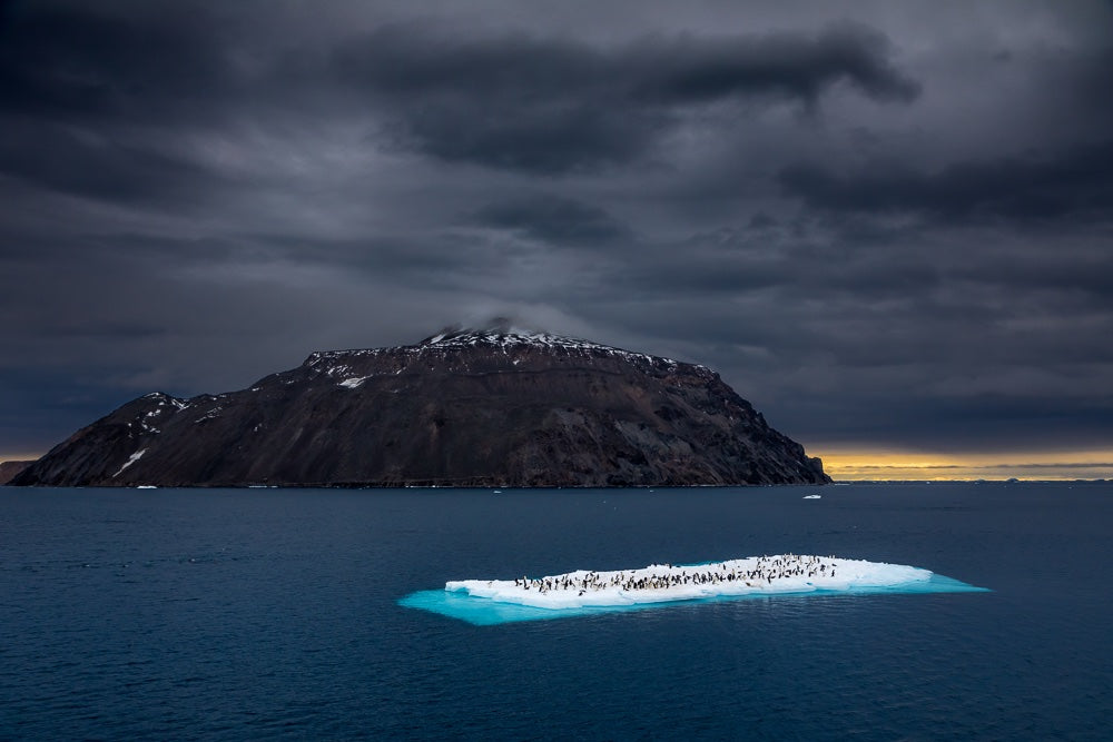 Penguin Raft – Riptide Prints