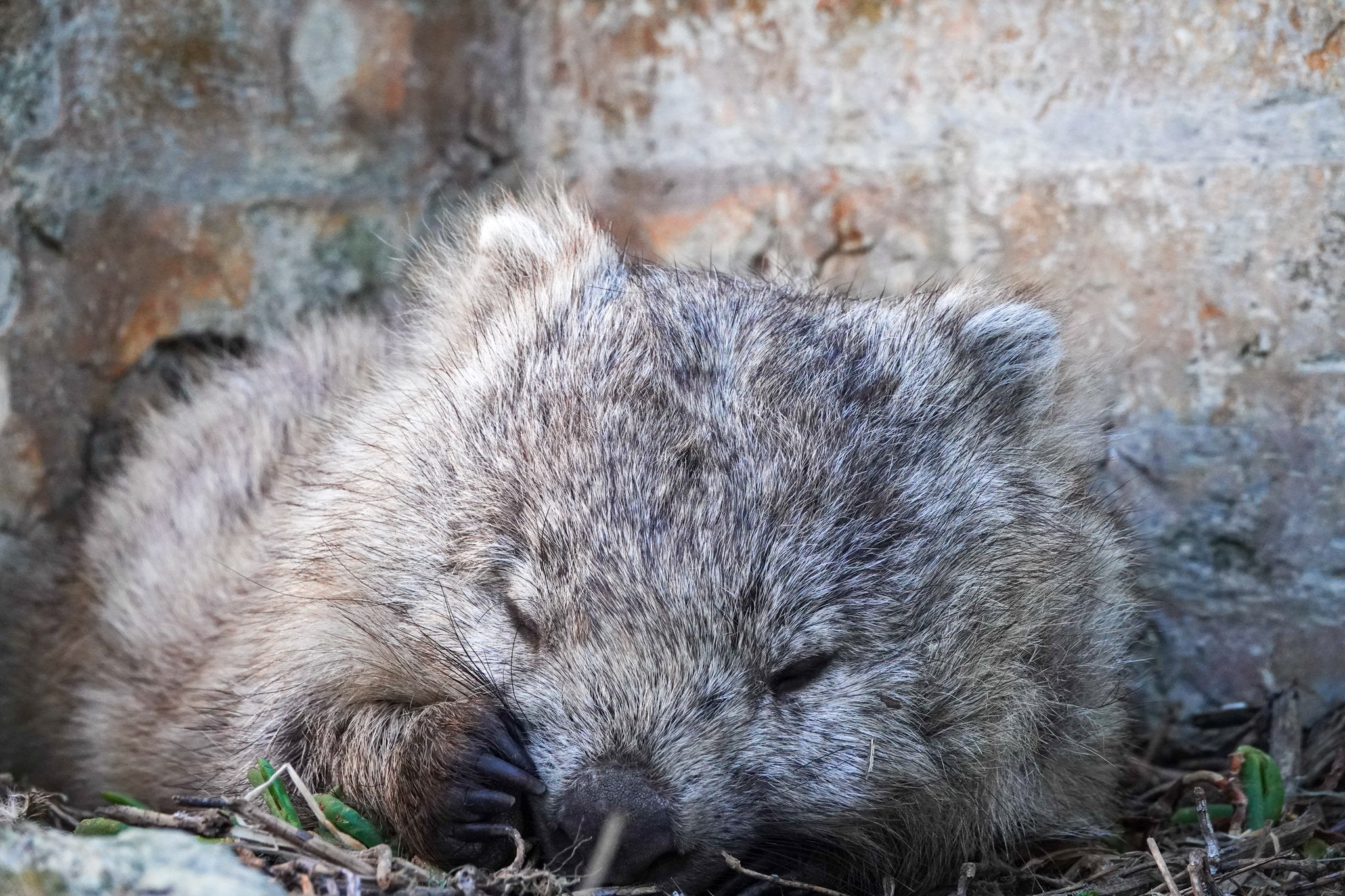 Sleeping wombat on Maria Island, Tasmania – Riptide Prints