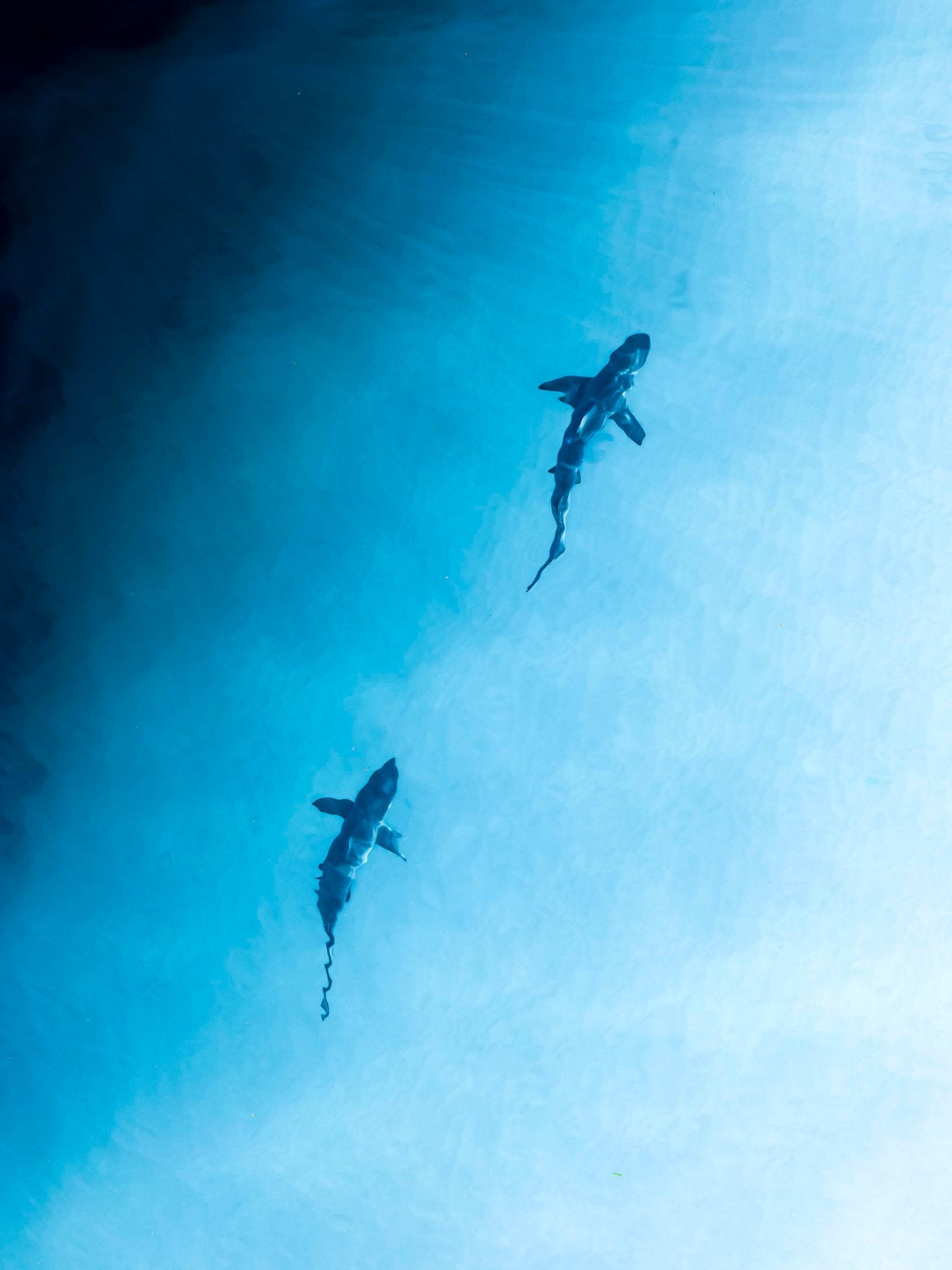 Sharks, Rockingham 1 – Riptide Prints