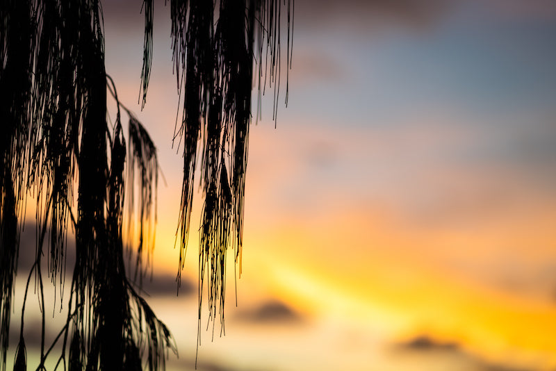 Casuarina Sunset – Riptide Prints
