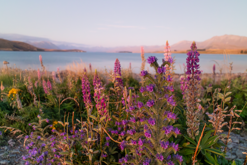 Sunset Purple – Riptide Prints