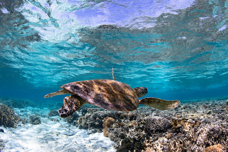 Turtle Lagoon – Riptide Prints