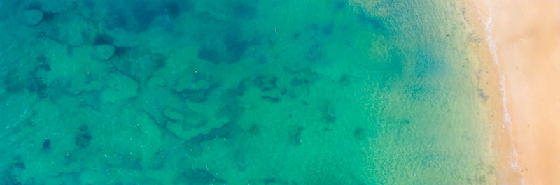 Terry The Turtle Flipping the Bird | Riptide Prints