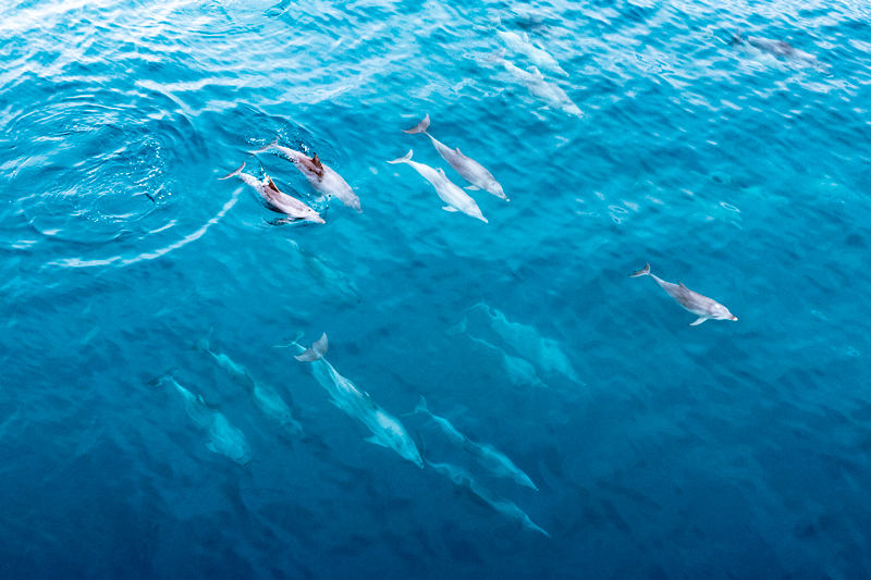 Dolphin Oasis – Riptide Prints