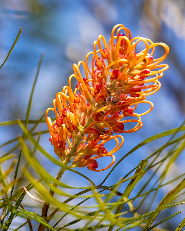 Grevillea – Riptide Prints
