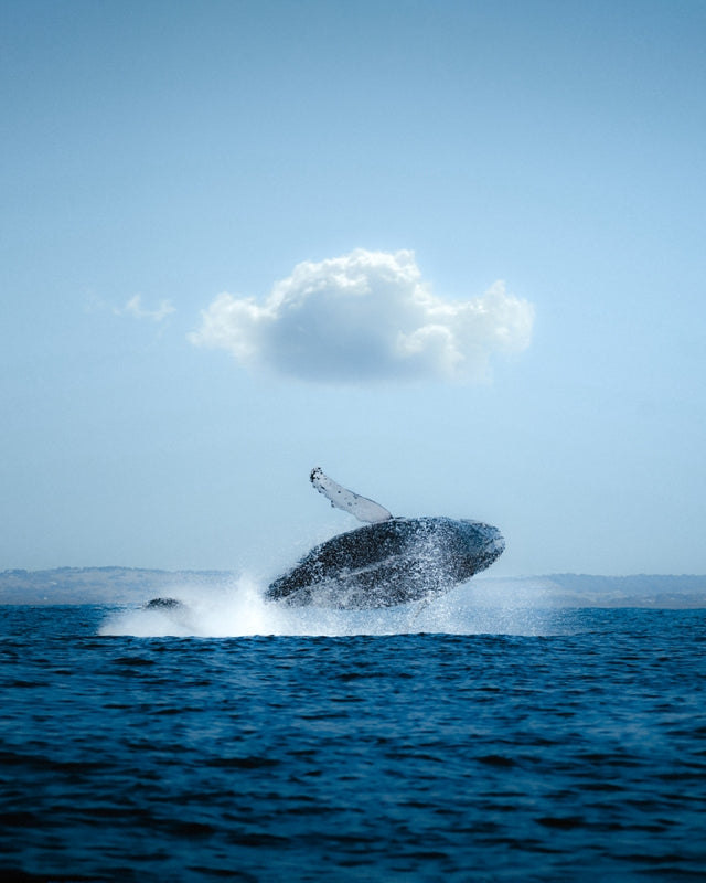 Humpback Whale Breach – Riptide Prints