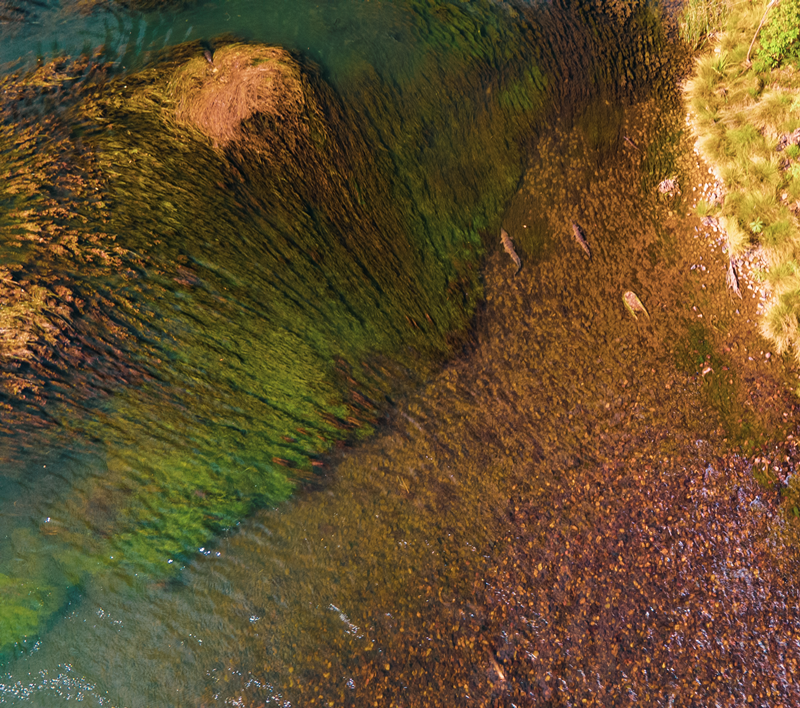 Ivanhoe Crossing Crocs – Riptide Prints