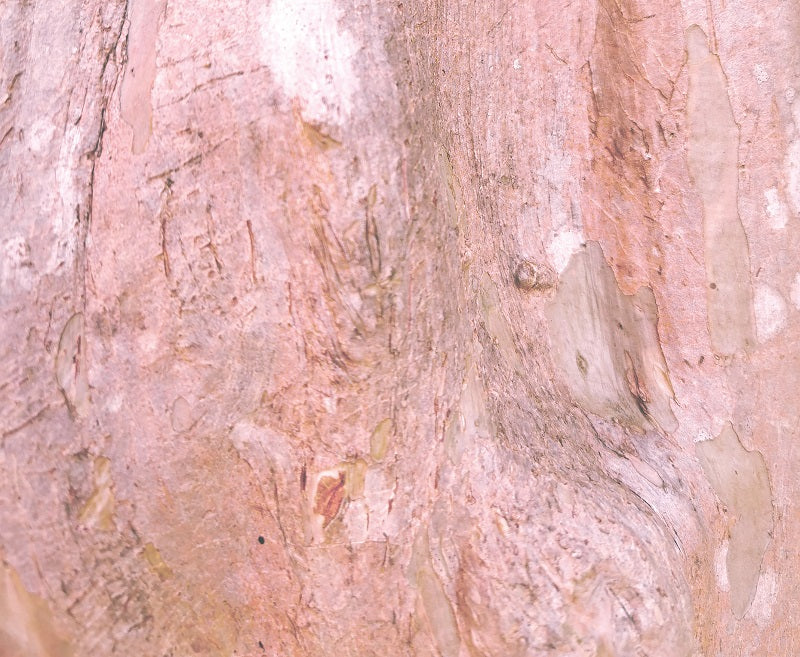 Charleston Tree Trunk Horizontal – Riptide Prints