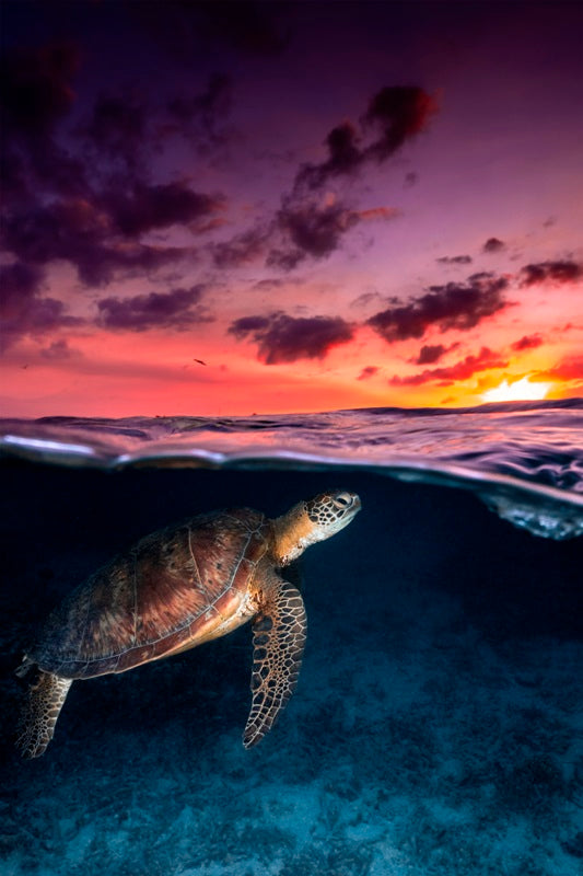 Kiss the Sunset – Riptide Prints