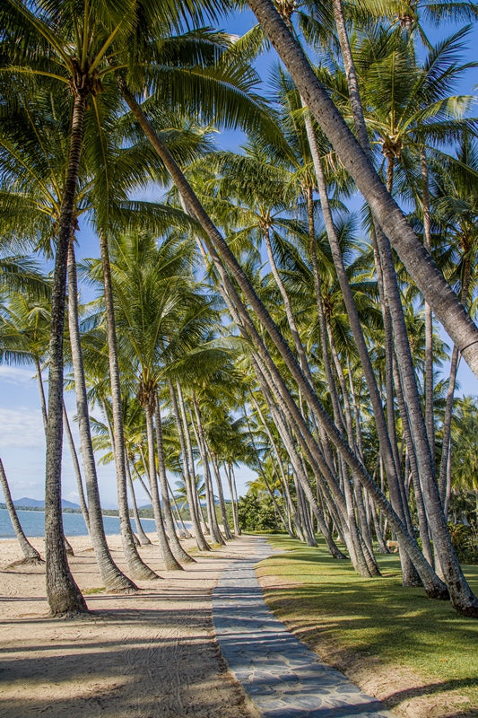PALM COVE | PALM TREE PERFECTION – Riptide Prints