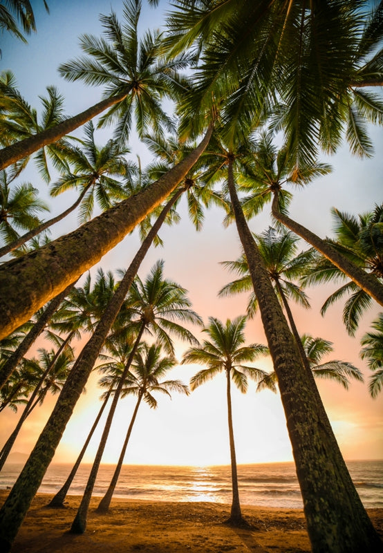 Palm Cove Sunrise – Riptide Prints