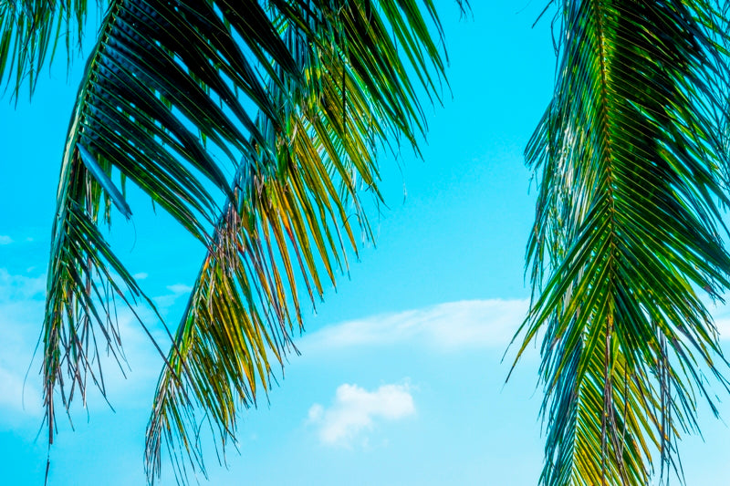 Palm Oasis – Riptide Prints