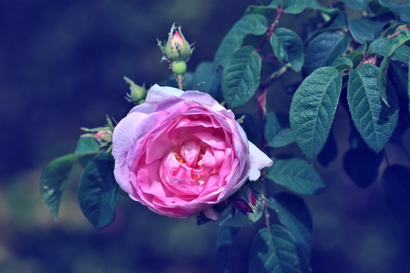 Pink Beauty – Riptide Prints