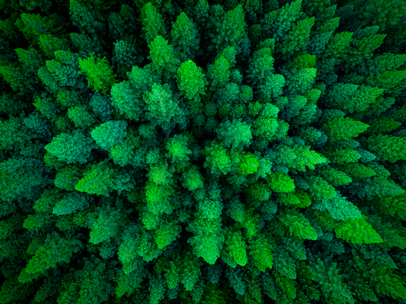 Redwood Forest – Riptide Prints