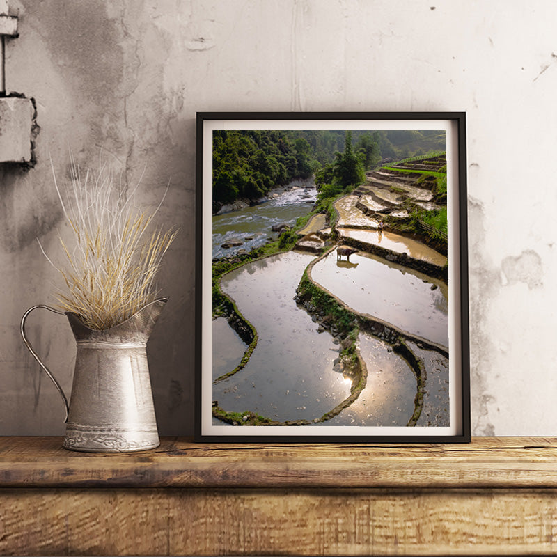 Sapa rice terraces with buffalo in Vietnam – Riptide Prints