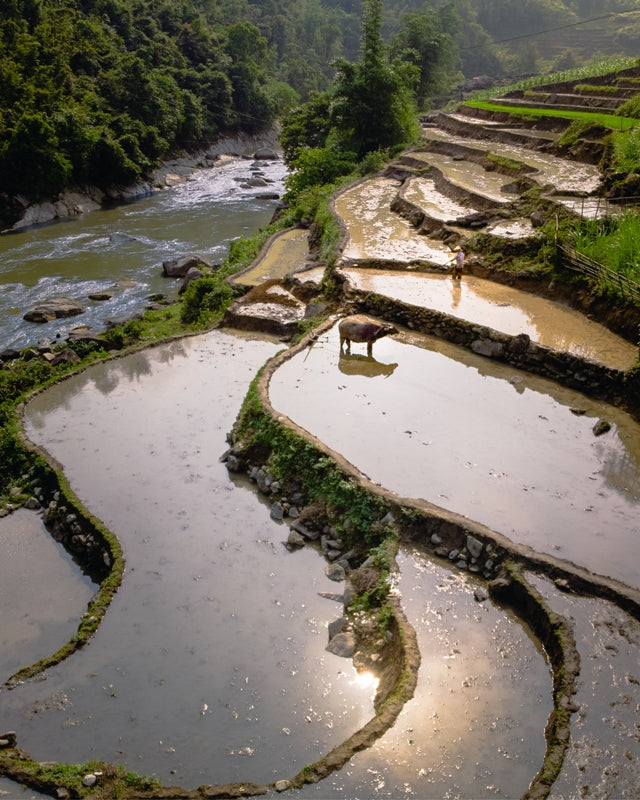 Sapa rice terraces with buffalo in Vietnam – Riptide Prints