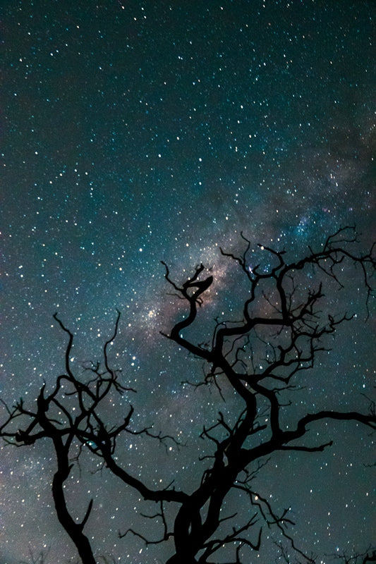 Star Tree – Riptide Prints