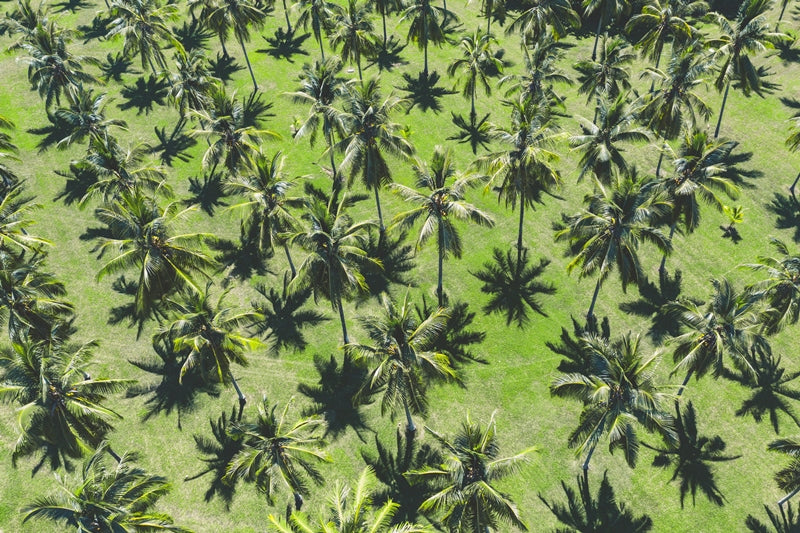 THALA BEACH | PALM TREES – Riptide Prints