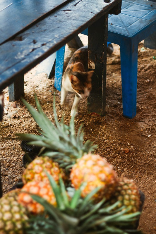 Tito the cat – Riptide Prints