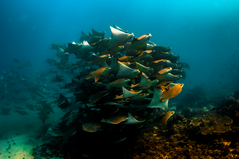 UFOs - UNDERWATER FLAPPING OBJECTS – Riptide Prints