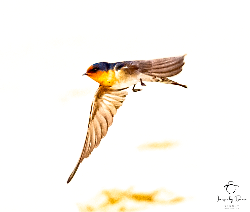 perfect flight – Riptide Prints